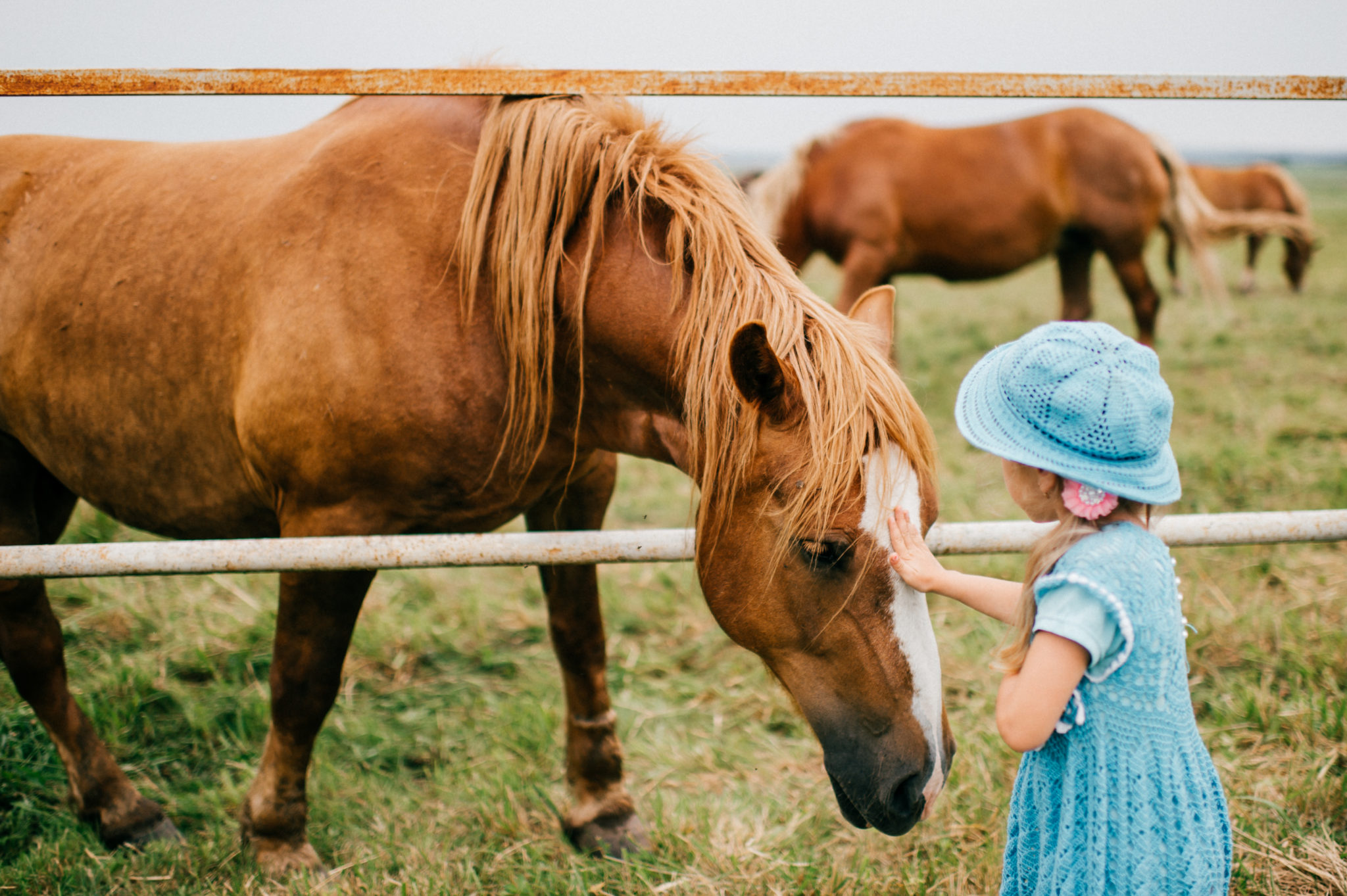 The AVMA's Humane Endings Symposium; A brief overview in preparation ...
